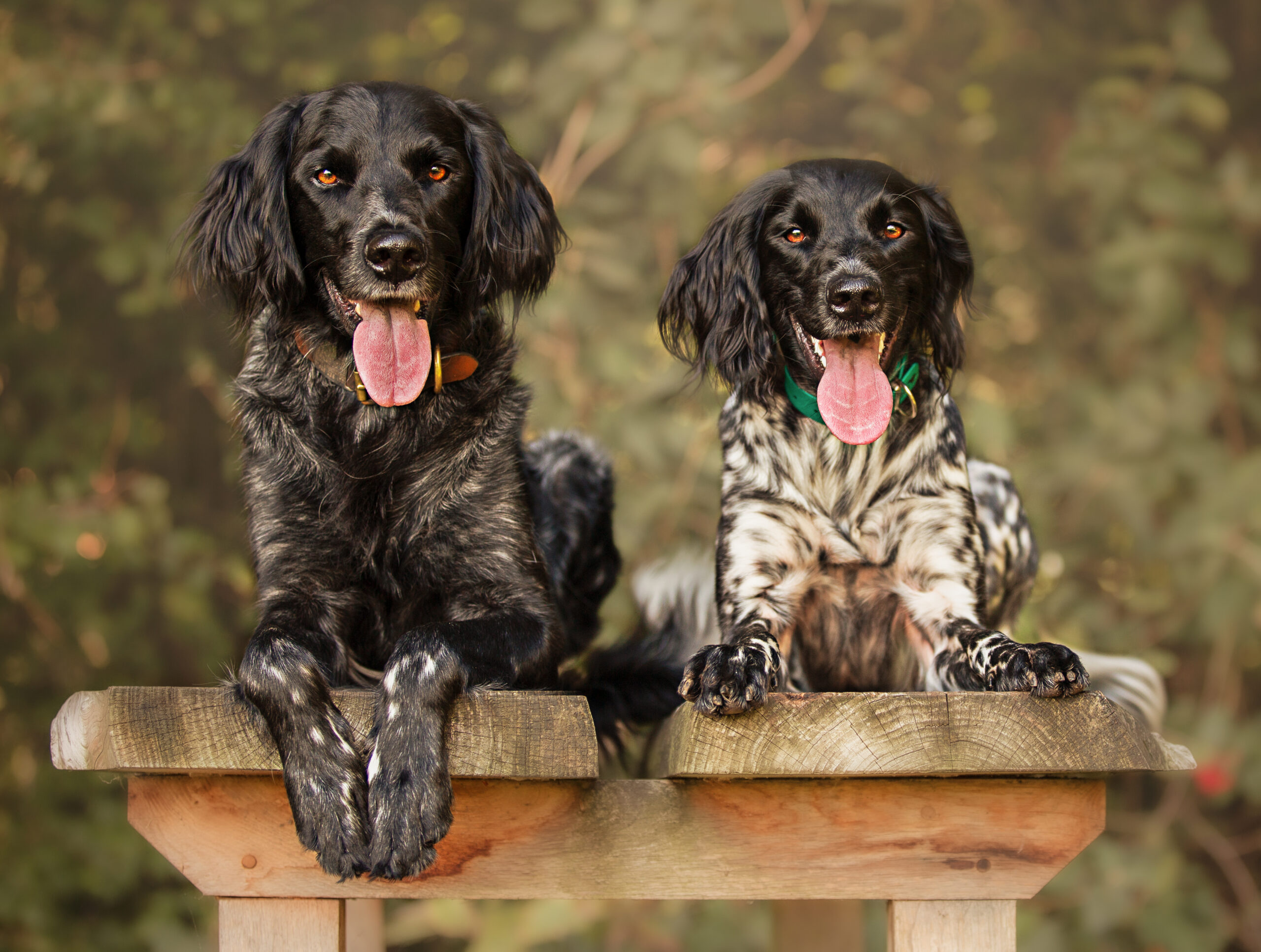 So you want a Large Munsterlander? - Mallingdown Dogs